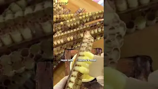 China Bee  Products Cream Organic Honey Bee Milk Fresh Orgainc  Royal Jelly for sale