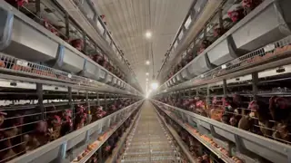 Chicken Cage Battery System
