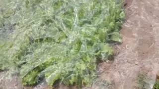 Insect Netting For Vegetables