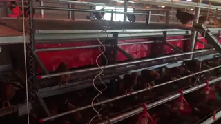 China Farmrob Single-Tier Aviary Cage-Free System for Poultry Farms - Open Structure Design with Automated Egg Collection for sale