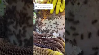 China Beestar Organic White Raw Acacia Honey - Premium Quality Natural Bee Honey for sale