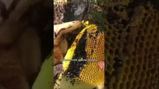 Honey just taken out of the beehive, a natural sweetener from nature