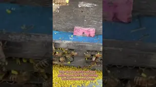 China Shell Broken Pine Pollen Powder Fresh Nature Pale Yellow for sale