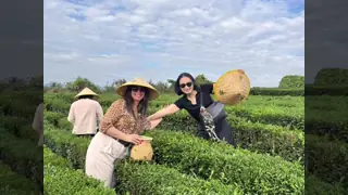 Harvesting autumn tea