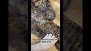 Persian lamb faux fur fabric