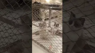 China Aviary Wire Netting Flexible Wire Rope Cable Mesh For Zoo Enclosure for sale