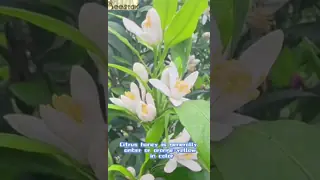 China Pure Raw Honey Nature Fruitwood Flower Honey No Addictive Bright Yellow Color 100% Ntatural Bee Honey for sale