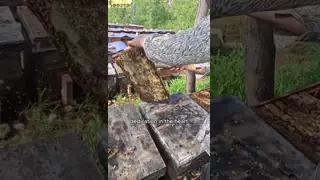 China Bee Star 100% Natural Oak Honey Pure Raw Honey Organic Natural Bee Honey for sale