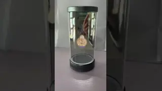 China OEM 5.5 Inch Indoor 3D AI Digital Interactive Hologram Showcase Holographic Display Cabinet 170 Viewing Angle 500 cd for sale