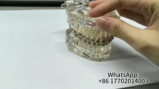 China Dental Student Education Model Standard for Dentistry Study Manual Power Source 2 Years Shelf Life for sale