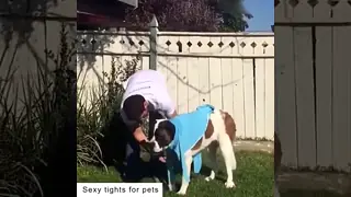 View Anti-Allergy Static-Proof Dog Clothes Antibacterial Fabric UV Protection Demo