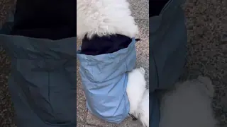 Introduce Wearable Tech Breathable Fabric Dog Clothes Vintage Print Orthopedic For You