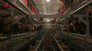 China Multi-layer Cage Free Poultry System with 1200mm Length, 522 cm²/bird Space & Automated Feeding for sale