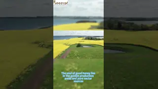 China 100% Pure Pure Raw Honey Natural Rape honey Natural Bee Honey without any Additives Health Food for sale