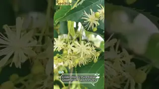 Pure Raw Linden Honey Natural Health Sweetness