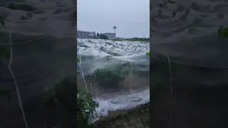 Insect Mesh Net, Garden Netting, Fruits Insect Screen Mesh , Mosquito Screen Mesh