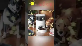 China Electric iOS Android Bluetooth Pet Smart Devices Dog Food Dispenser Feeder for sale
