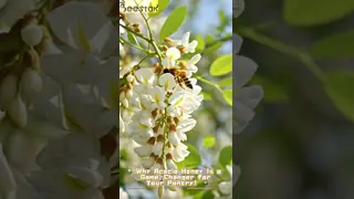 Pure White Acacia Honey Natural Sweetness,Deeply loved by the public