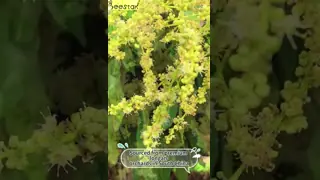 Longan Honey vs Regular Honey—Why This Tropical Twist Is a Must-Try