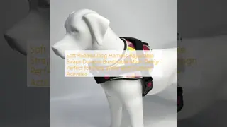 No Pull Dog Harness: Stop Pulling Now