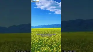 China Wholesale 100% Natural Bee Honey Pure Raw Yellow Flower Honey with 74.2% Reducing Sugar and 21% Diastase Activity for sale