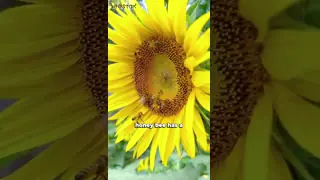 Bee Star Organic White Acacia Honey Pure Natural Sweetness
