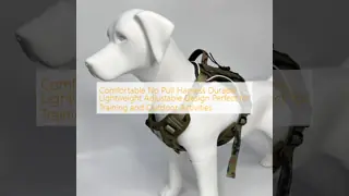 No Pull Dog Harness: Stop Pulling Today