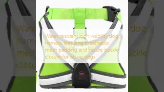 Dog Harness: Safe Night Walks