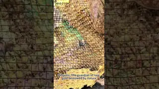 China Natural Bee Propolis 90% Extract Bee Propolis Block Extract Bulk for sale