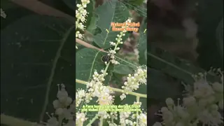 Pure Wubei Flower Honey Natural TCM Benefits