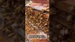 China Fresh mixed pollen Raw Bee Pollen Nourishing Food Natural Bee Pollen big granual for sale