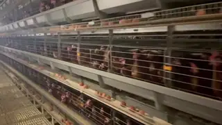 Poultry Cage