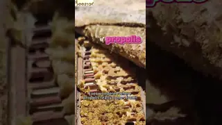 China Natural Bee Propolis 90% Extract Bee Propolis Block Extract Bulk for sale