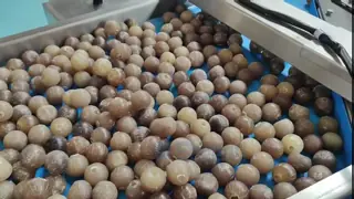 chocolate ball double twist packing machine