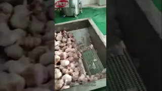 Fast Garlic Drying Machine