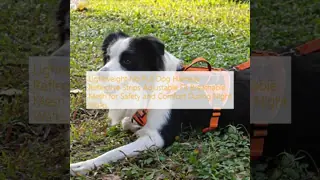 No Pull Dog Harness Safe Walks