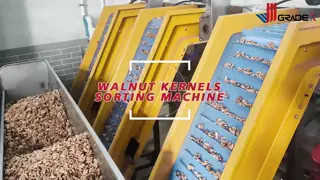 AI powered multl grades walnut kernel sorting machine with 12 outlets
