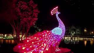 Giant Glowing Peacock Light for Events