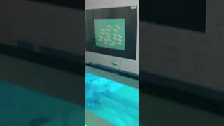 Automatic Insole Marking Machine – 40,000 Pieces/Day | Fast & Accurate Shoe Insole Printing