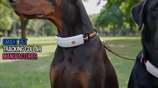 Pet product homepage video