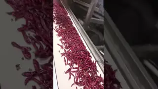 Two tracked chili color sorters
