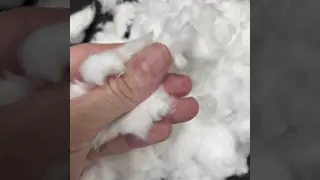 Ultra-Fine 1D*4mm PEPP Polyester Staple Fiber Consistent Quality
