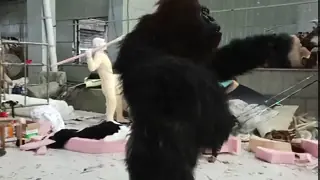 Giant Gorilla Costume Roars To Life