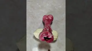 Pet Chow Toys