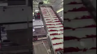 Automatic Chilli Cleaning Machine