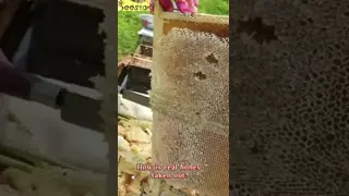 Natural  Honey Pure Natural Health
