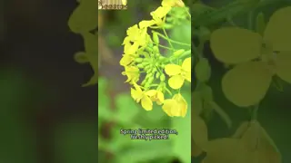 Spring limited edition, freshly picked! rapeseed pollen