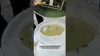 Pure White Acacia Honey Natural Sweetness