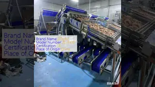 Shrimp Grading Machine Boosts Efficiency