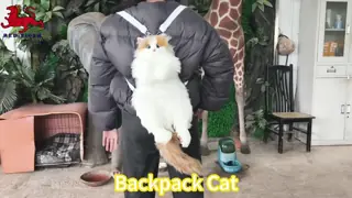 Remote Control Baby Cat Backpack